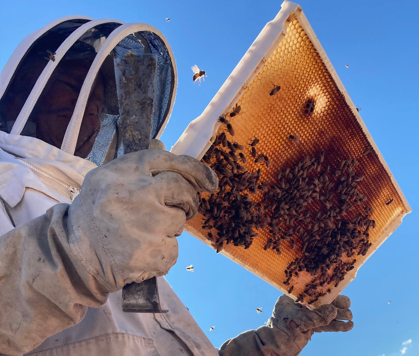 All products – Bill's Bees