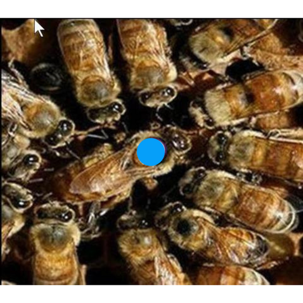 Italian Queen Bees for Sale in California – Bill's Bees