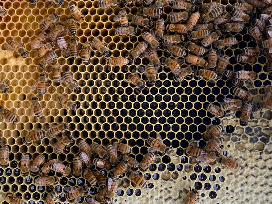 Bill's Bees - Local Bees, Pollination, Pure, Raw Honey from California